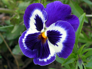 XOLDA Hybrid Pancy Seed Price in India - Buy XOLDA Hybrid Pancy Seed ...