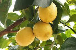 Fulmala Nursery Lemon Plant Price in India - Buy Fulmala Nursery Lemon ...