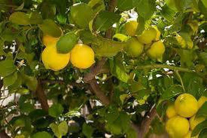 Fulmala Nursery Lemon Plant Price in India - Buy Fulmala Nursery Lemon ...