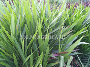 N.G.M. AGROCARE Smart/Dwarf/Indonesia Multi-Cut Hybrid Napier Grass ...
