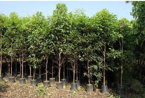 NATURAL BORSALI SEEDS Spanish Cherry Plant Price in India - Buy NATURAL ...