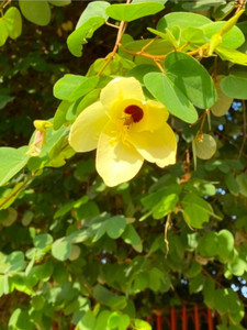 planthouse Kanchana Plant Price in India - Buy planthouse Kanchana ...