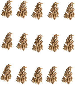 HOIVA Vellari Seeds Vegetable Yellow Cucumber Seed Price in India - Buy ...