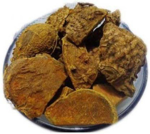 Dirghaanshi AMBA HALDI, CURCUMA AROMATICA, BAN HALDI, WILD TURMERIC ...