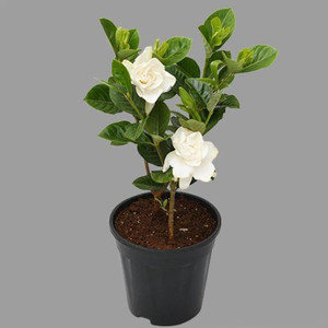GreenHorizon Jasmine Plant Price in India - Buy GreenHorizon Jasmine ...