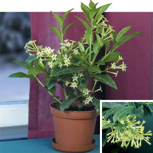 GreenHorizon Night Bloom Jasmine Plant Price in India - Buy ...