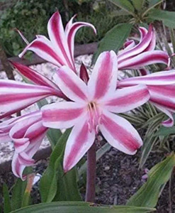 shreeram Crinium flower Seed Price in India - Buy shreeram Crinium ...