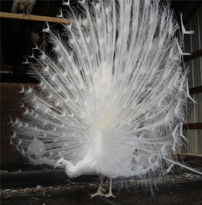 Peacock Poster, Mor POSTER, birds poster, beautifull Peacock Poster for ...