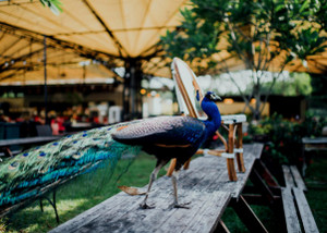 Peacock Poster, Mor POSTER, birds poster, beautifull Peacock Poster for ...