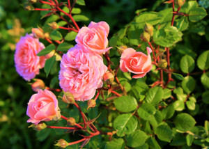 Flower POSTER, Rose POSTER, Rose Flower Poster for Wall, Flowers Poster ...