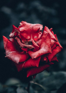 Flower POSTER, Rose POSTER, Rose Flower Poster for Wall, Flowers Poster ...