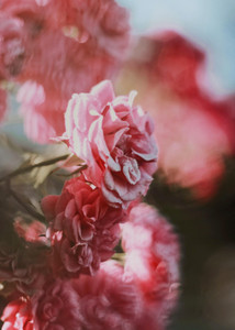 Flower POSTER, Rose POSTER, Rose Flower Poster for Wall, Flowers Poster ...