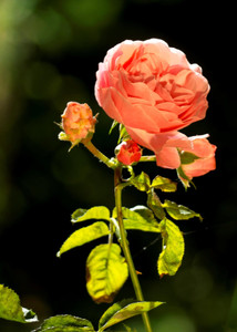 Flower POSTER, Rose POSTER, Rose Flower Poster for Wall, Flowers Poster ...