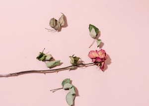 Flower POSTER, Rose POSTER, Rose Flower Poster for Wall, Flowers Poster ...