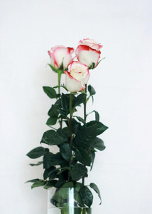 Flower POSTER, Rose POSTER, Rose Flower Poster for Wall, Flowers Poster ...