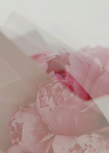 Flower POSTER, Rose POSTER, Rose Flower Poster for Wall, Flowers Poster ...