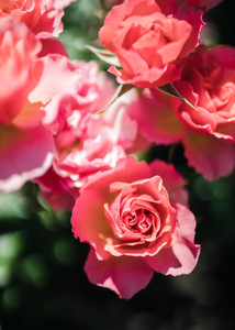 Flower POSTER, Rose POSTER, Rose Flower Poster for Wall, Flowers Poster ...