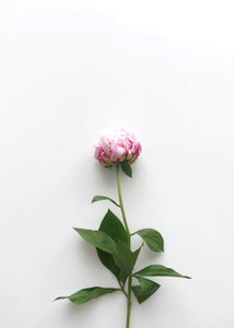 Flower POSTER, Rose POSTER, Rose Flower Poster for Wall, Flowers Poster ...