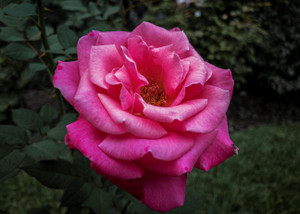 Flower POSTER, Rose POSTER, Rose Flower Poster for Wall, Flowers Poster ...