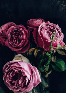 Flower POSTER, Rose POSTER, Rose Flower Poster for Wall, Flowers Poster ...