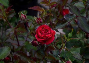 Flower POSTER, Rose POSTER, Rose Flower Poster for Wall, Flowers Poster ...