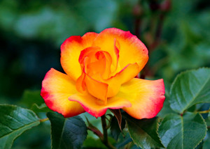 Flower POSTER, Rose POSTER, Rose Flower Poster for Wall, Flowers Poster ...