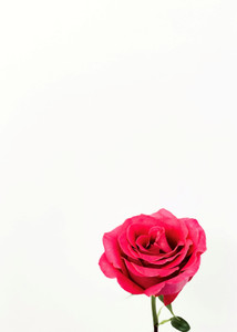 Flower POSTER, Rose POSTER, Rose Flower Poster for Wall, Flowers Poster ...