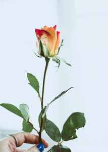 Flower POSTER, Rose POSTER, Rose Flower Poster for Wall, Flowers Poster ...