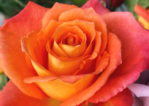 Flower POSTER, Rose POSTER, Rose Flower Poster for Wall, Flowers Poster ...