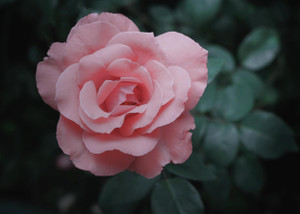 Flower POSTER, Rose POSTER, Rose Flower Poster for Wall, Flowers Poster ...