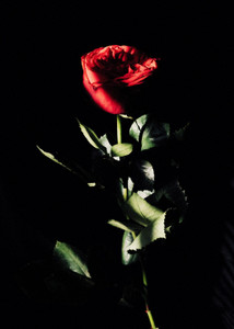 Flower POSTER, Rose POSTER, Rose Flower Poster for Wall, Flowers Poster ...