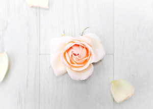 Flower POSTER, Rose POSTER, Rose Flower Poster for Wall, Flowers Poster ...