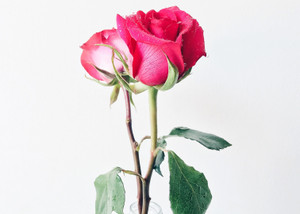 Flower POSTER, Rose POSTER, Rose Flower Poster for Wall, Flowers Poster ...