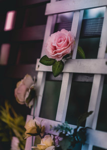 Flower POSTER, Rose POSTER, Rose Flower Poster for Wall, Flowers Poster ...