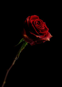 Flower POSTER, Rose POSTER, Rose Flower Poster for Wall, Flowers Poster ...