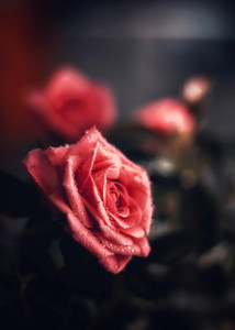 Flower POSTER, Rose POSTER, Rose Flower Poster for Wall, Flowers Poster ...