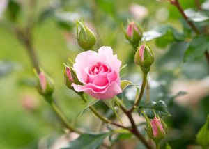 Flower POSTER, Rose POSTER, Rose Flower Poster for Wall, Flowers Poster ...