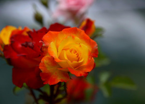 Flower POSTER, Rose POSTER, Rose Flower Poster for Wall, Flowers Poster ...