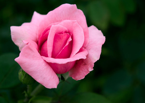 Flower POSTER, Rose POSTER, Rose Flower Poster for Wall, Flowers Poster ...