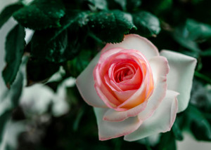 Flower POSTER, Rose POSTER, Rose Flower Poster for Wall, Flowers Poster ...