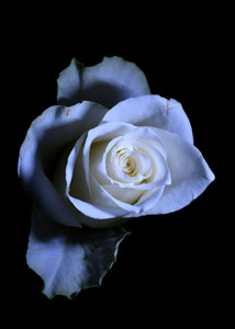 Flower POSTER, Rose POSTER, Rose Flower Poster for Wall, Flowers Poster ...