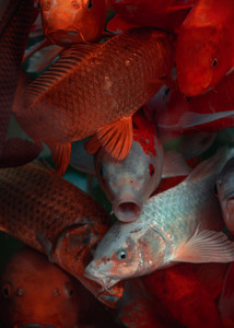 FISH POSTER, Sea poster, ANIMALS Poster for Wall, Nature Posters | A3 ...