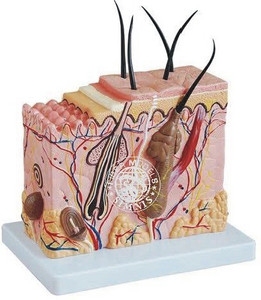 SIMNIS Human Skin model, Anatomical Skin Magnified Tissue Structure ...