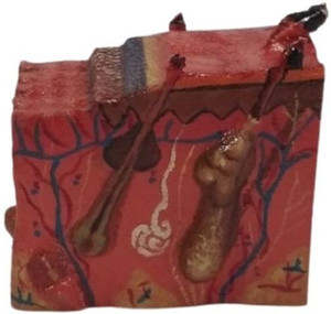 Karyote Educational Model Anatomical Body Model Price in India - Buy ...