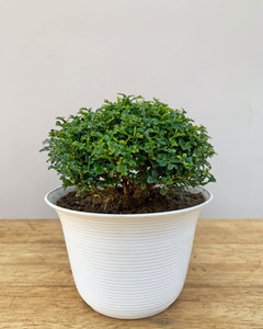 Unlimitedgreens Murraya Paniculata Plant Price in India - Buy ...