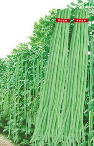 KANAYA Indian Vegetable Beans Singra Hybrid Seed Price in India - Buy ...