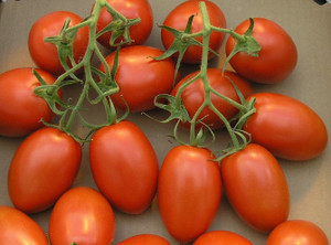 MKR Enterprises Tamatar Seed Price in India - Buy MKR Enterprises ...