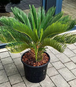 Greenery Nursery Cycus Revoluta Plant Price in India - Buy Greenery ...
