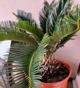 Cloud Farm Cycus Revoluta Plant Price in India - Buy Cloud Farm Cycus ...