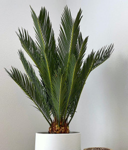 Cloud Farm Cycus Revoluta Plant Price in India - Buy Cloud Farm Cycus ...